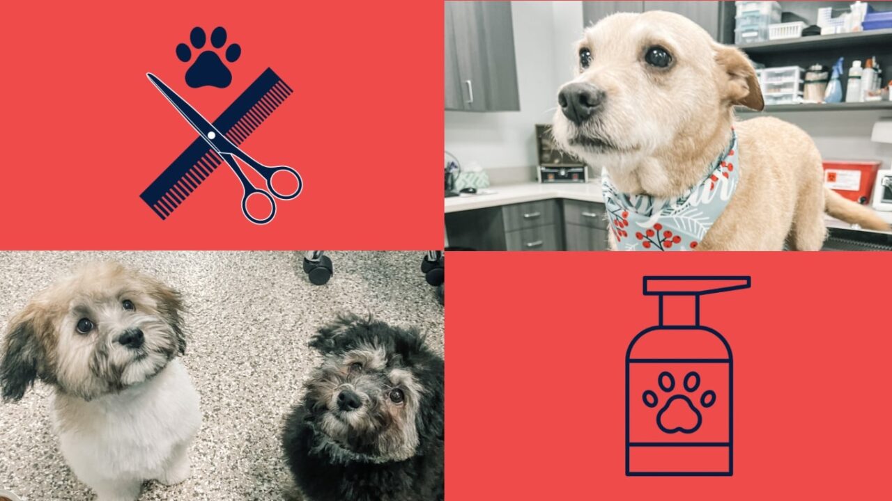 Grooming - Brandywine Valley Veterinary Hospital